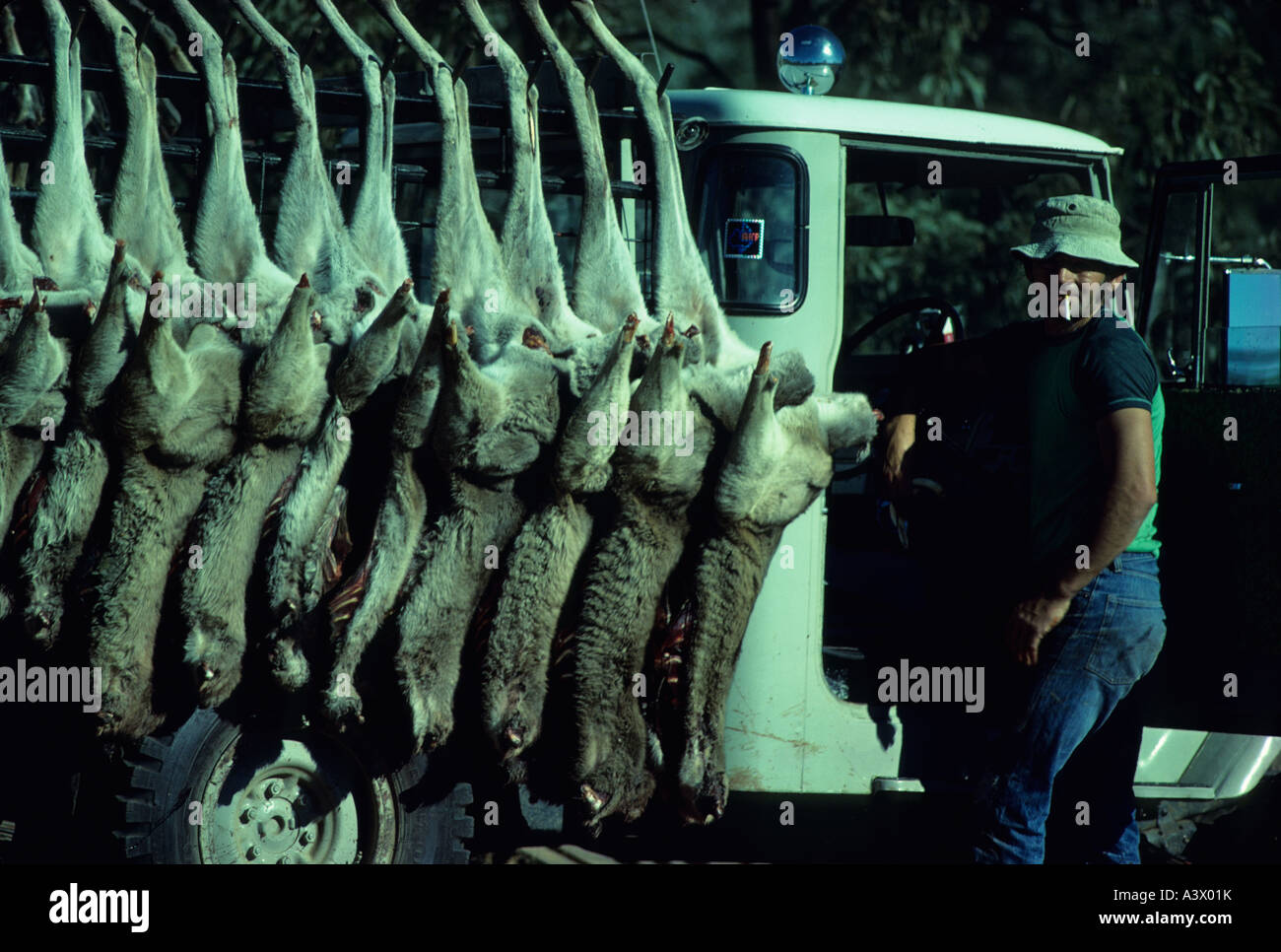 Kangaroo Hunter Eastern Grey Kangaroos Macropus giganteus Queensland ...