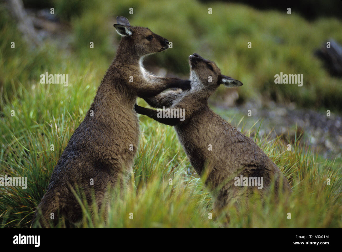 Aggressive kangaroo hi-res stock photography and images - Alamy
