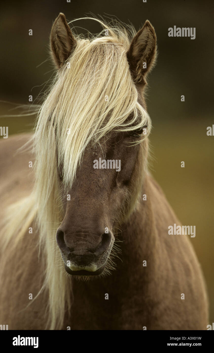 Pony rum hi-res stock photography and images - Alamy