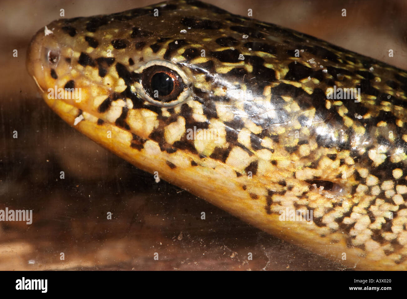 Eastern glass lizard ophisaurus hi-res stock photography and images - Alamy