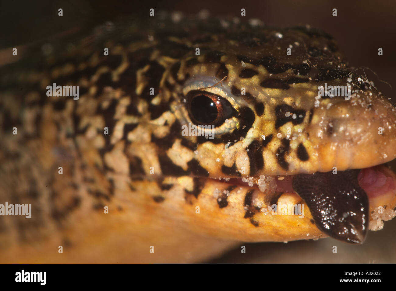 Ophisaurus ventralis hi-res stock photography and images - Alamy