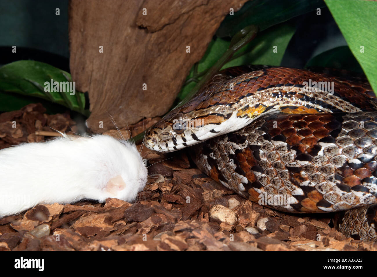 Corn Snake Elaphe guttata about to eat a mouse Stock Photo - Alamy