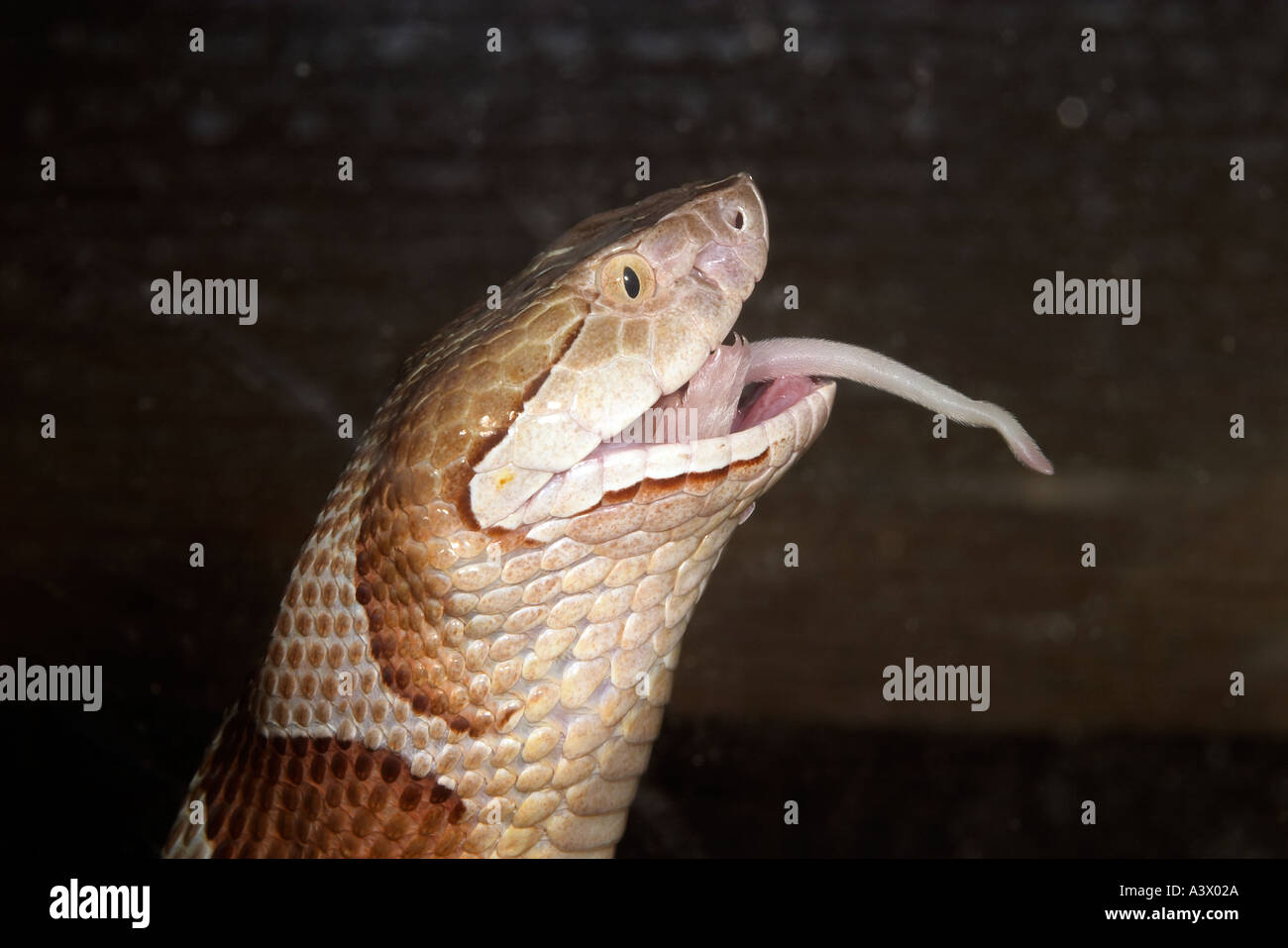 Southern Copperhead Agkistrodon contortrix eating a mouse Stock Photo ...