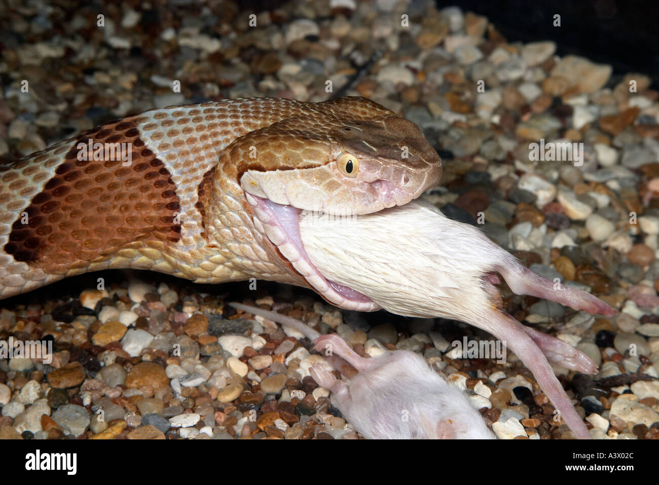 Southern Copperhead Agkistrodon contortrix eating a mouse Stock Photo ...