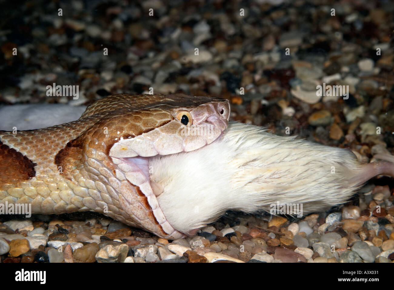 Southern Copperhead Agkistrodon contortrix eating a mouse Stock Photo ...