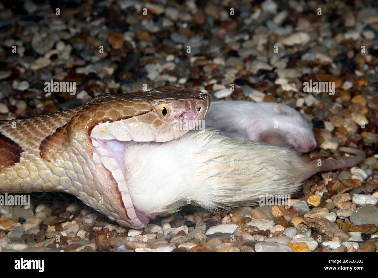 Southern Copperhead Agkistrodon contortrix eating a mouse Stock Photo ...