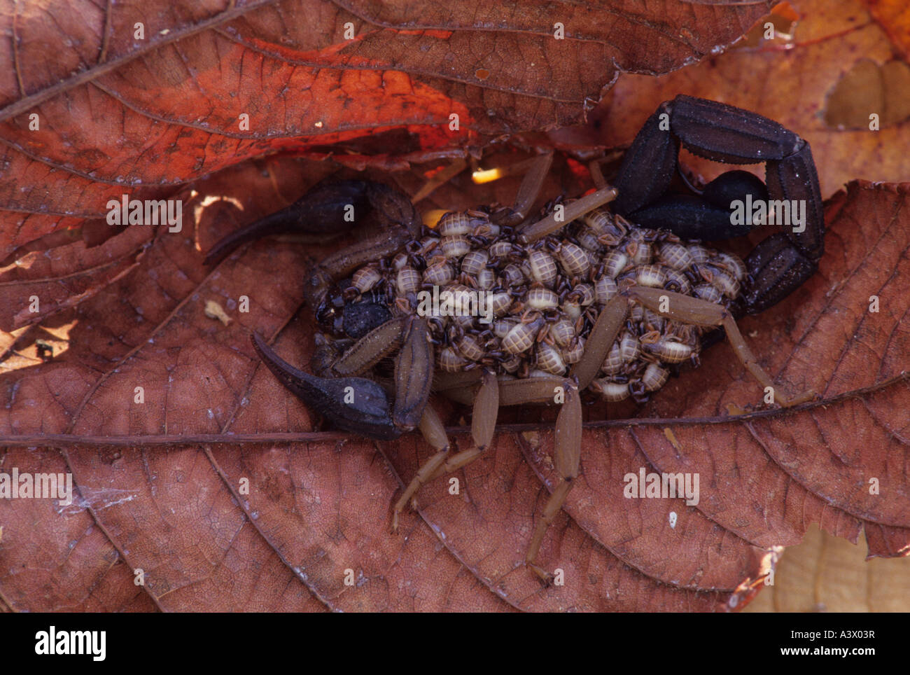 Scorpion With Young on its Back Tropical Dry Forest Costa Rica Stock ...