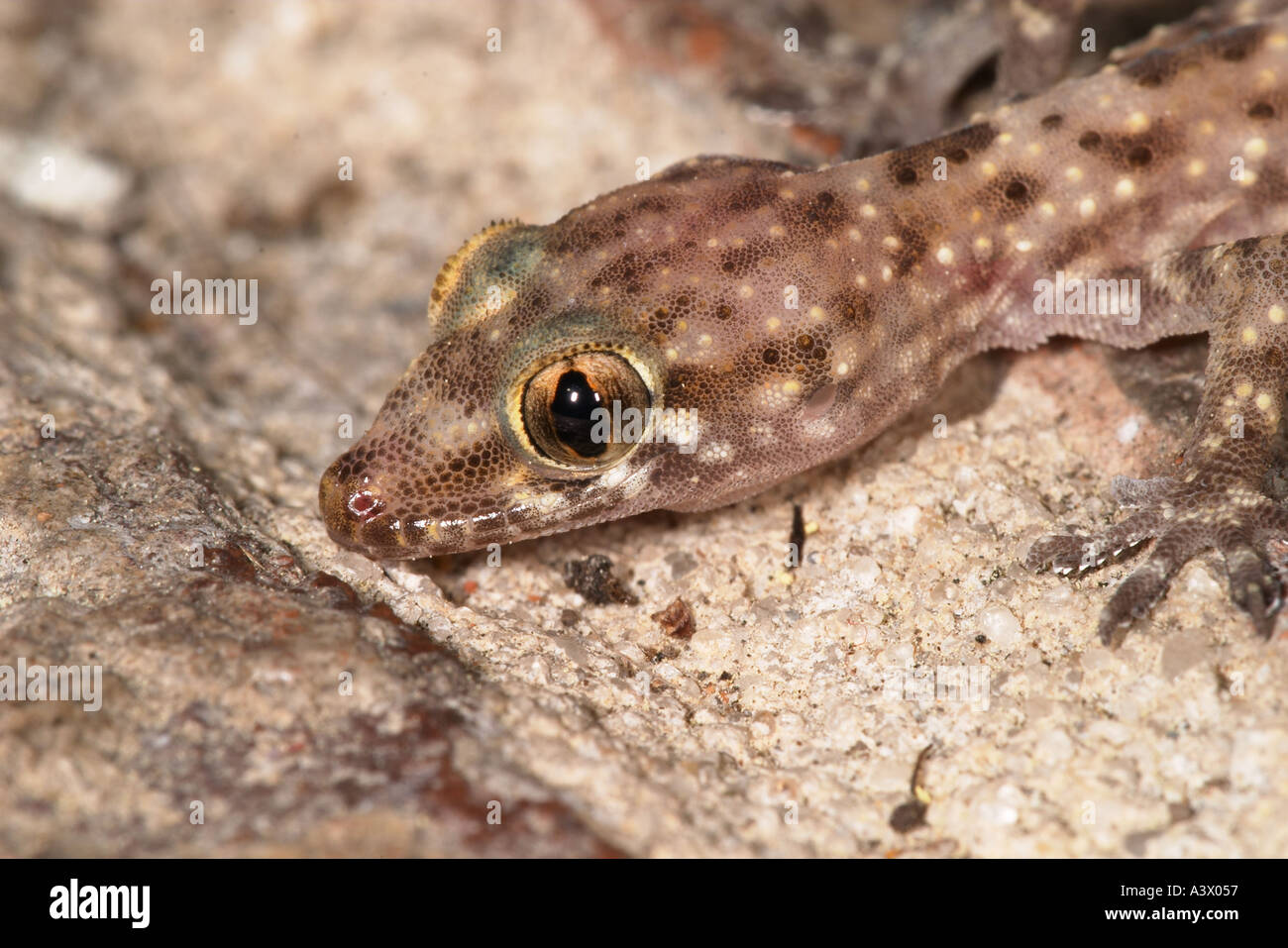 Close up detail of the head of a Mediterranean House Gecko Hemidactylus ...