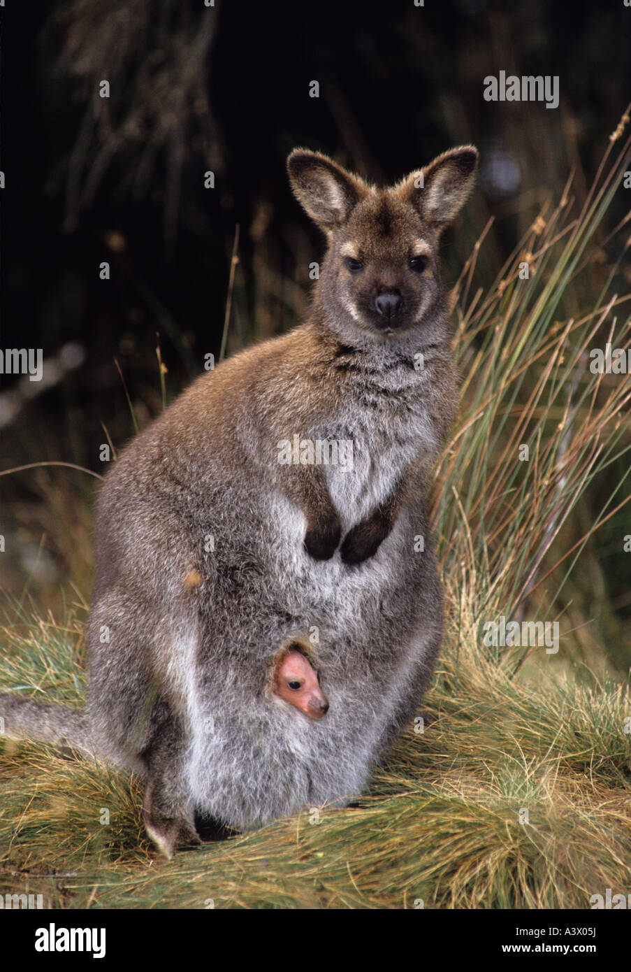 Bennett’s wallabies tasmania hi-res stock photography and images - Alamy