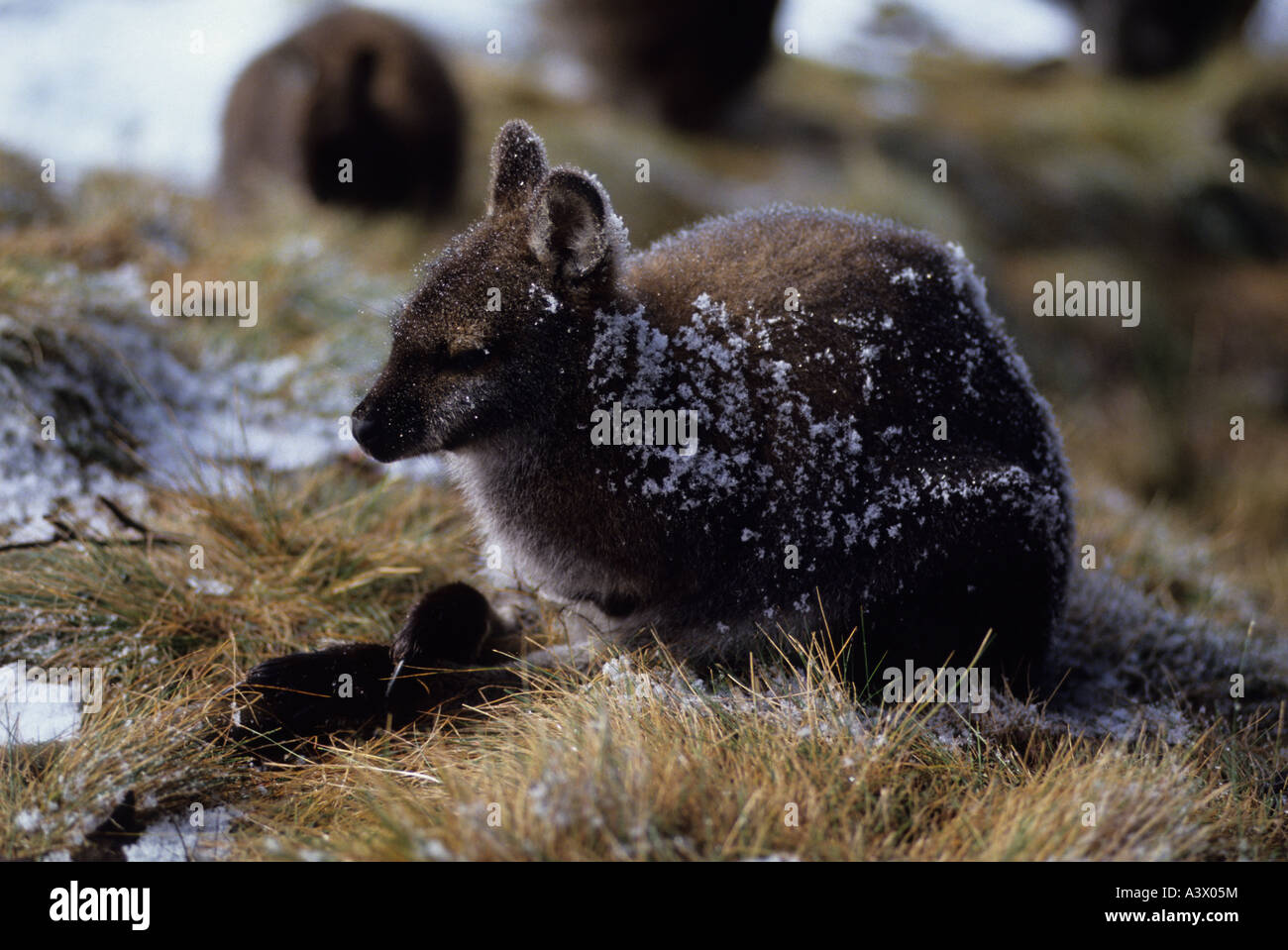 Bennett’s wallabies tasmania hi-res stock photography and images - Alamy