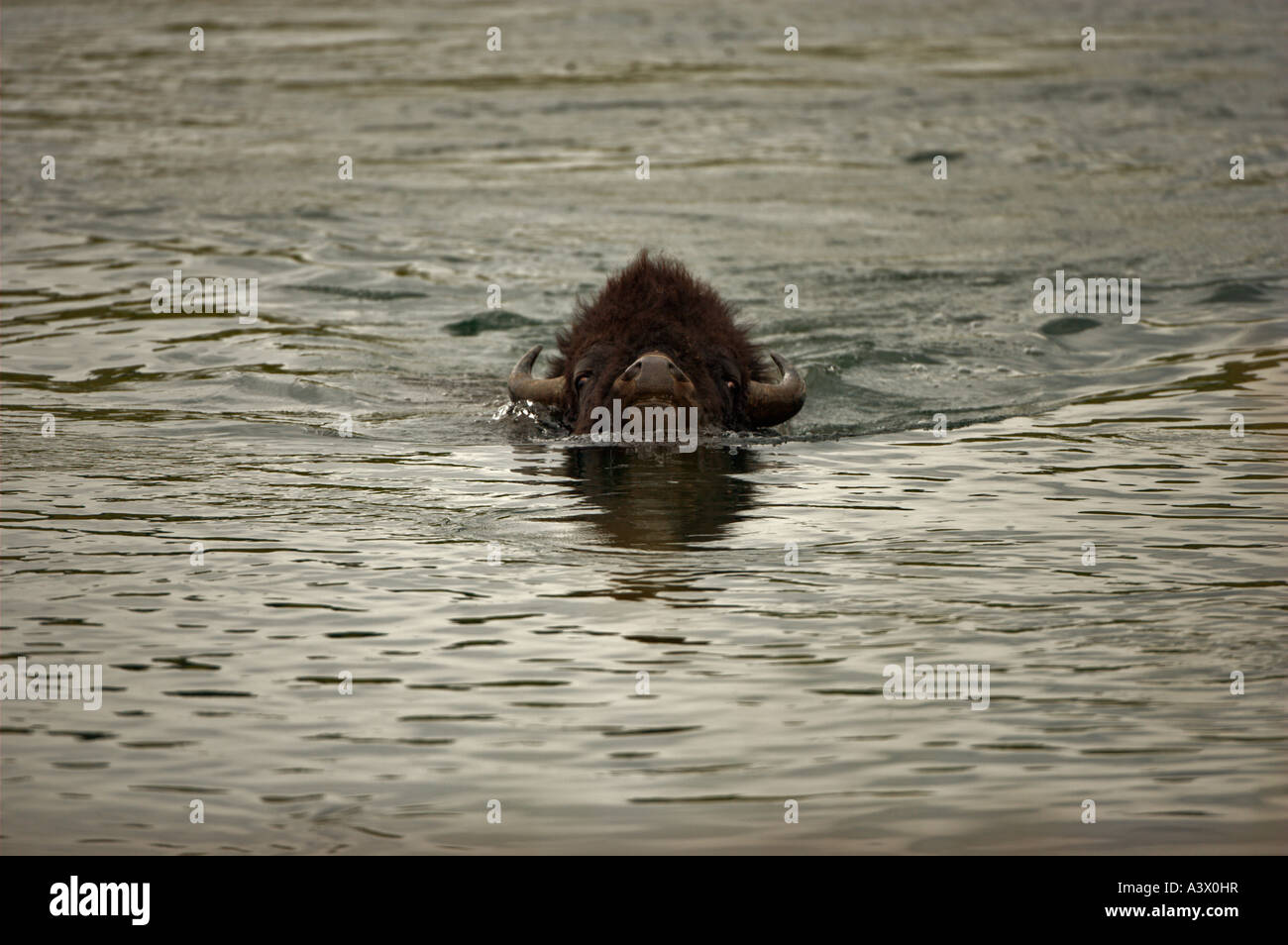 Bison Bison bison Wyoming male swimming across river Commonly called ...