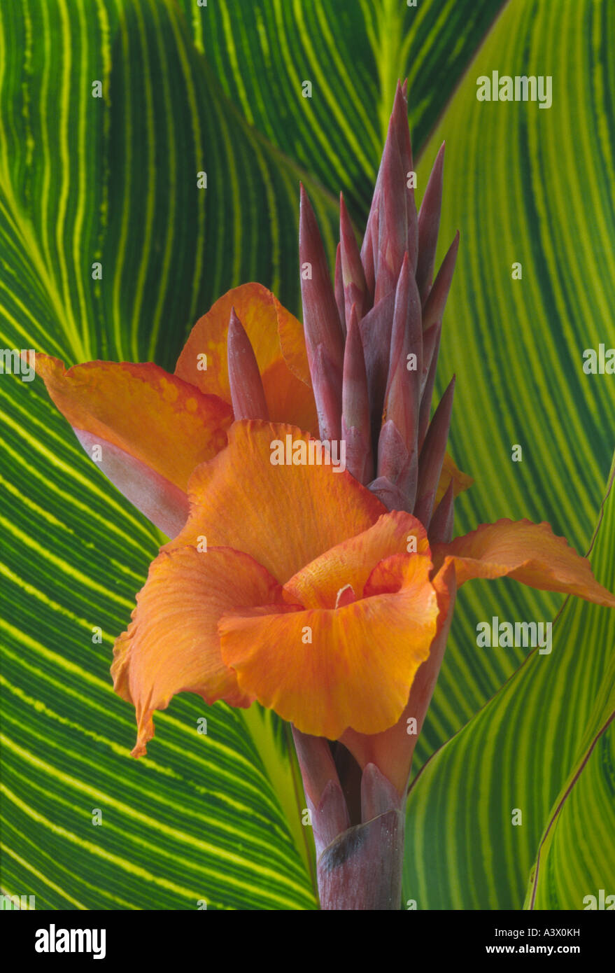 Canna 'Striata' AGM (Indian shot plant) Close up of raceme of orange ...