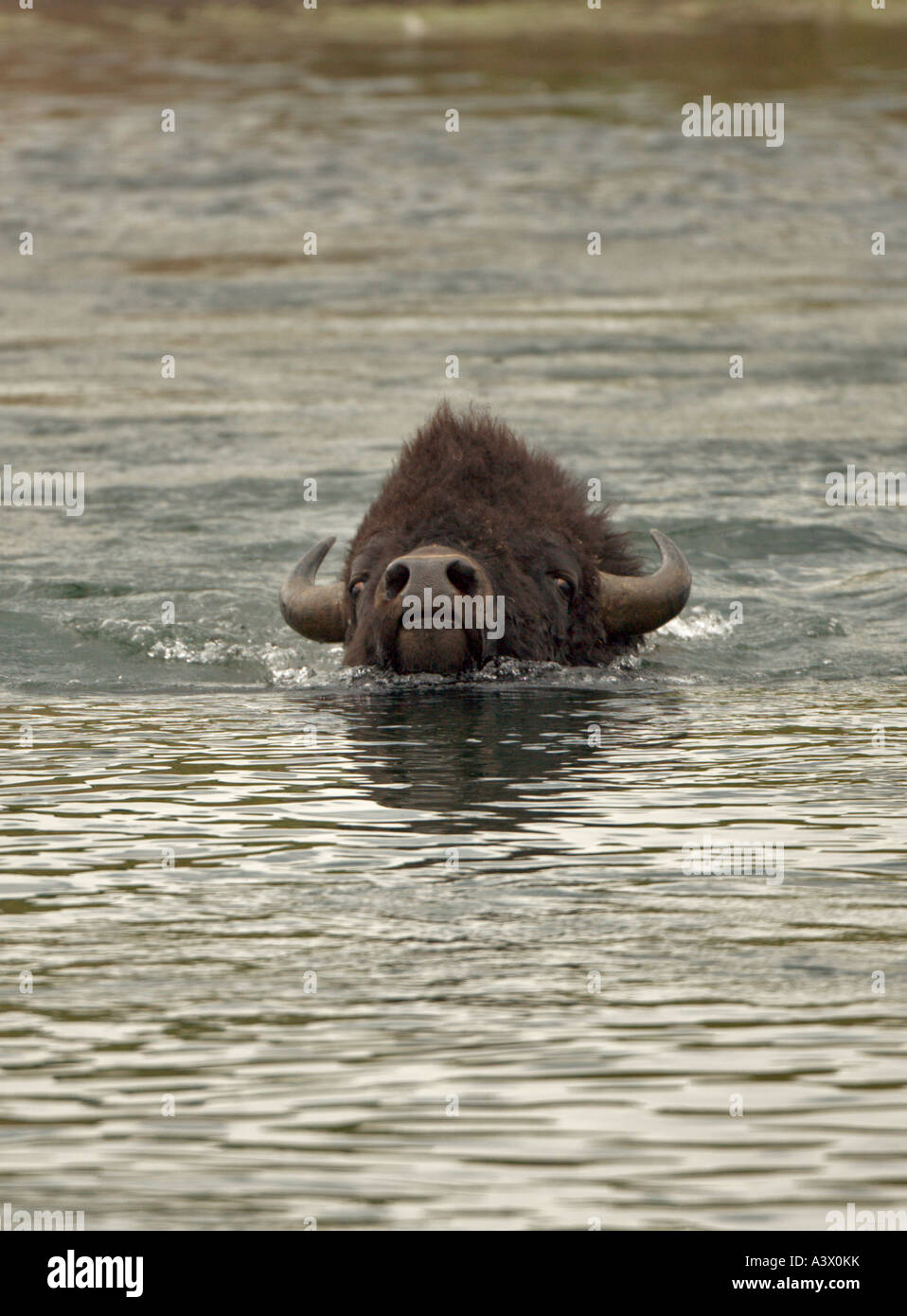 Bison Bison bison Wyoming male swimming across river Stock Photo - Alamy