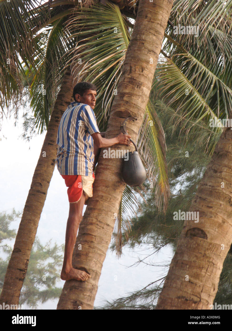 INDIA Climbing for coconuts in Goa Photo Julio Etchart Stock Photo - Alamy