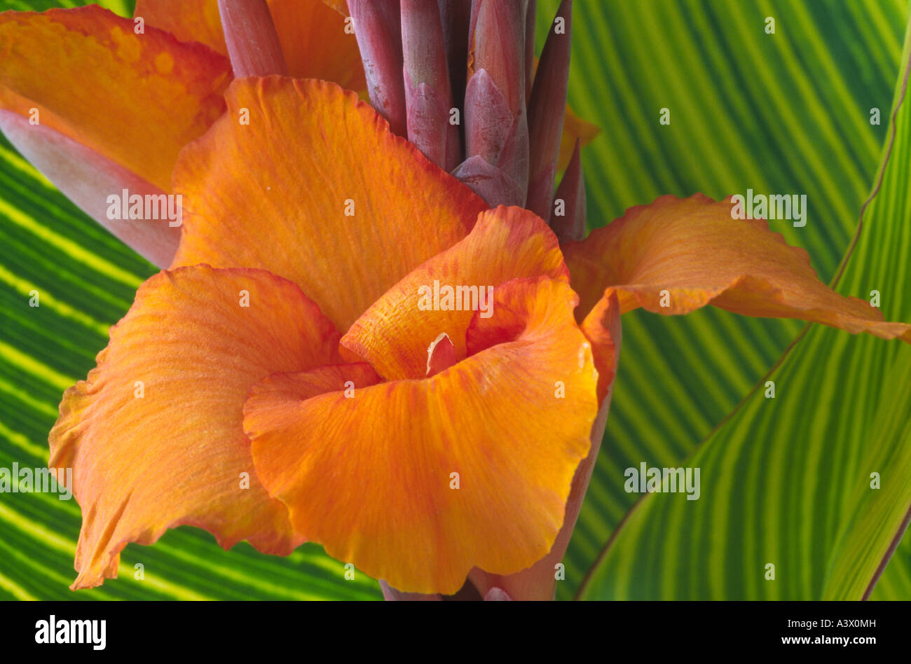 Canna 'Striata' AGM (Indian shot plant) Close up of raceme of orange ...