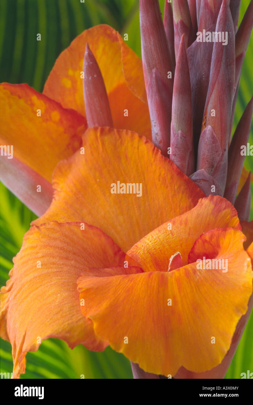 Canna 'Striata' AGM (Indian shot plant) Close up of raceme of orange ...