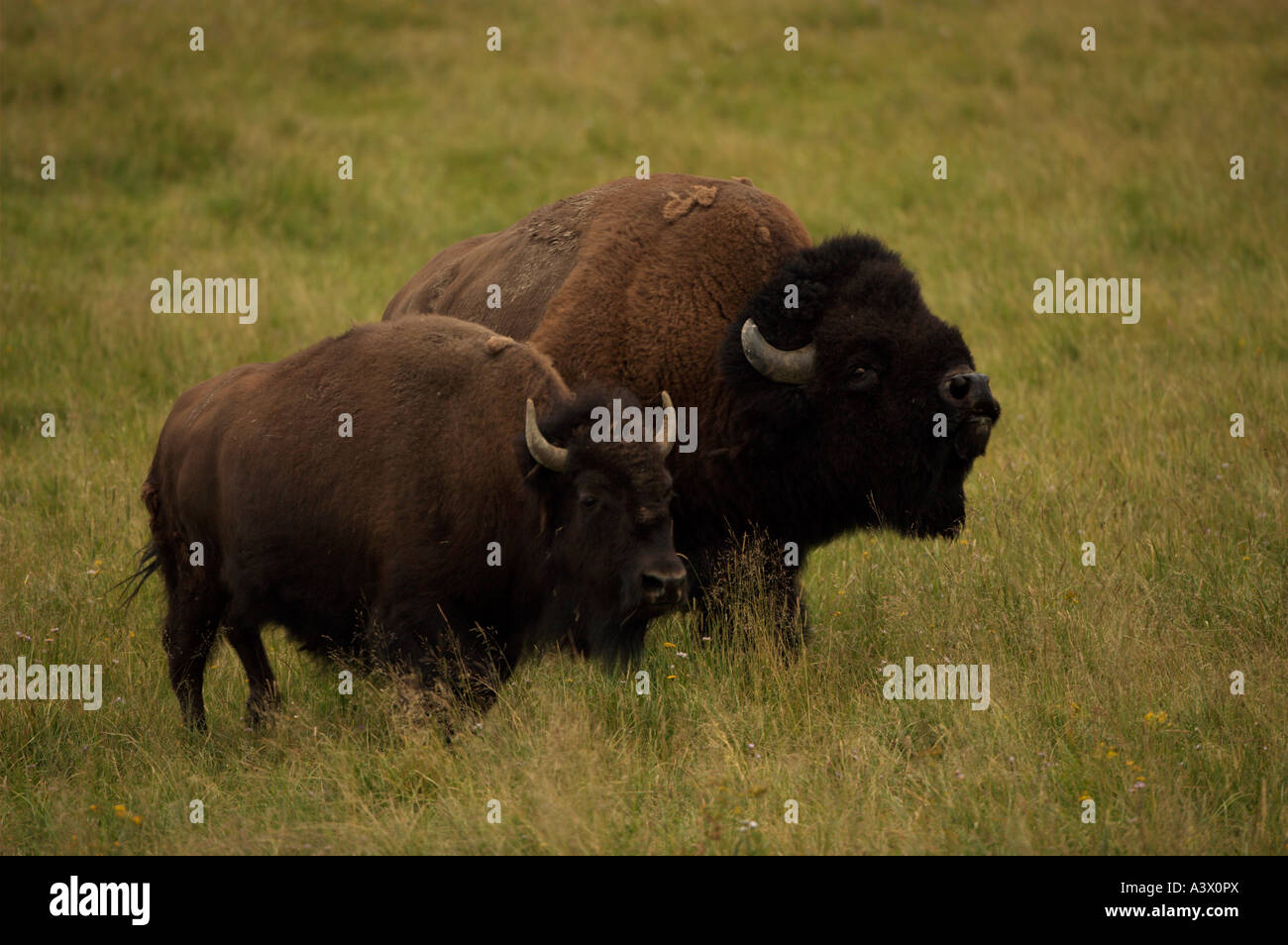 Bison Bison bison Wyoming Male tending female during rut Stock Photo ...