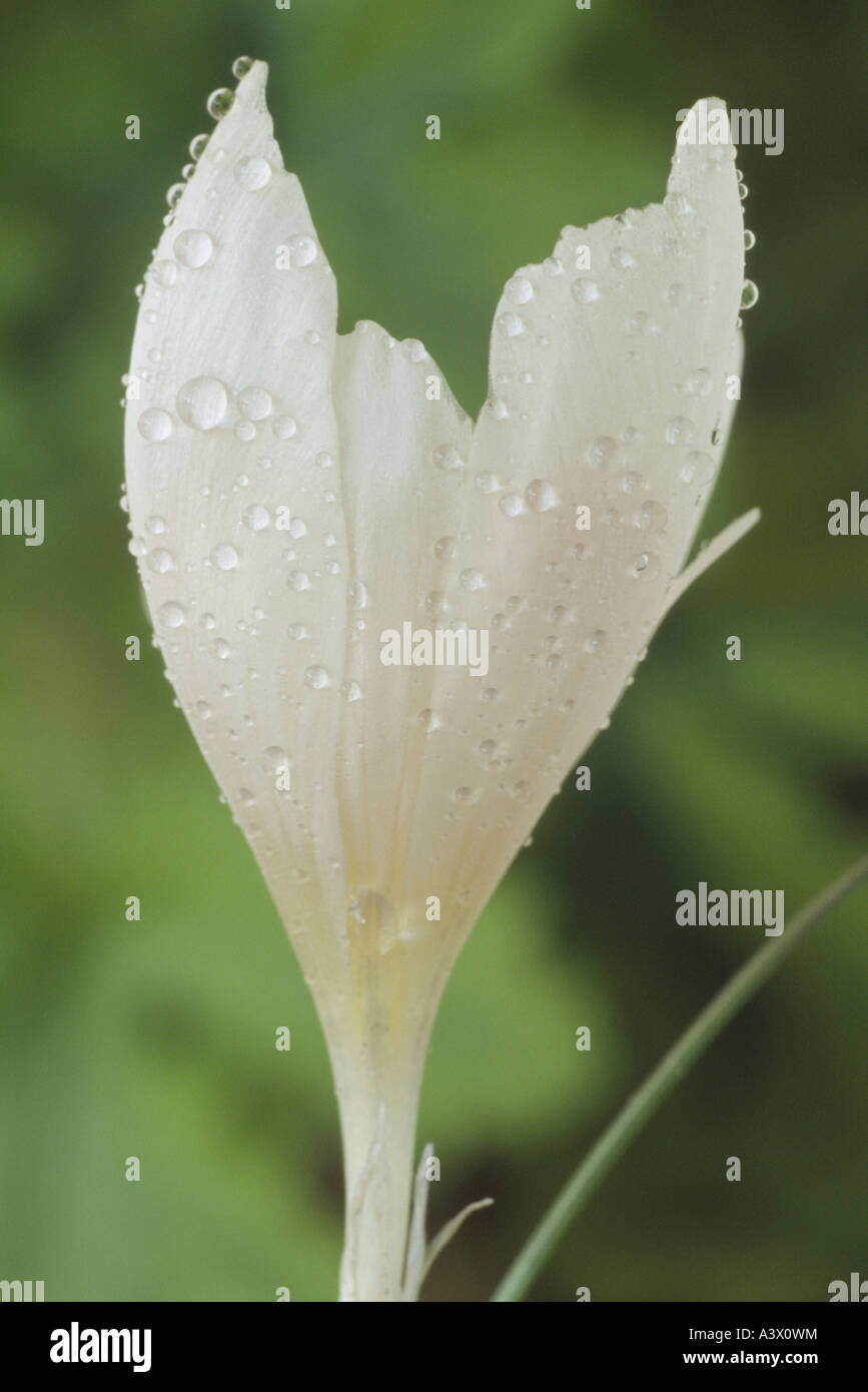 Albus crocus hi-res stock photography and images - Alamy