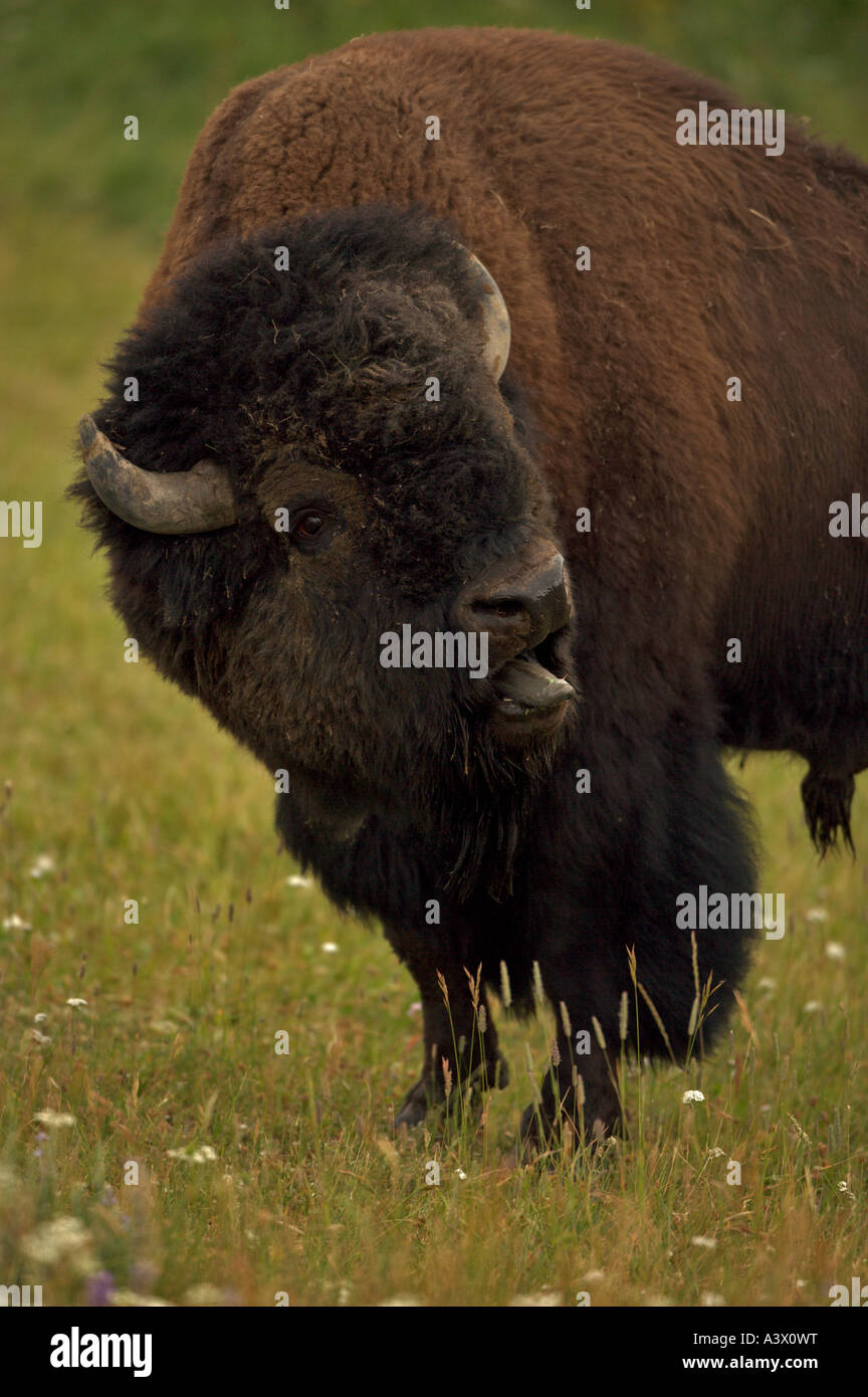 American Bison (Bison bison) Wyoming - Male in rut - Commonly called ...