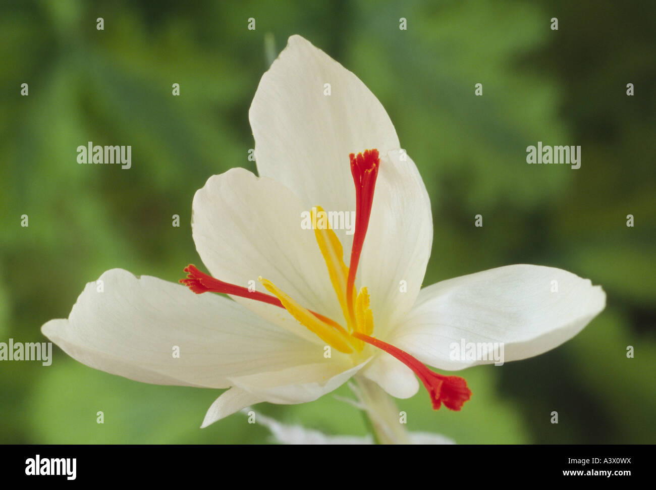 Crocus cartwrightianus 'Albus' Close up of open white flower Stock ...