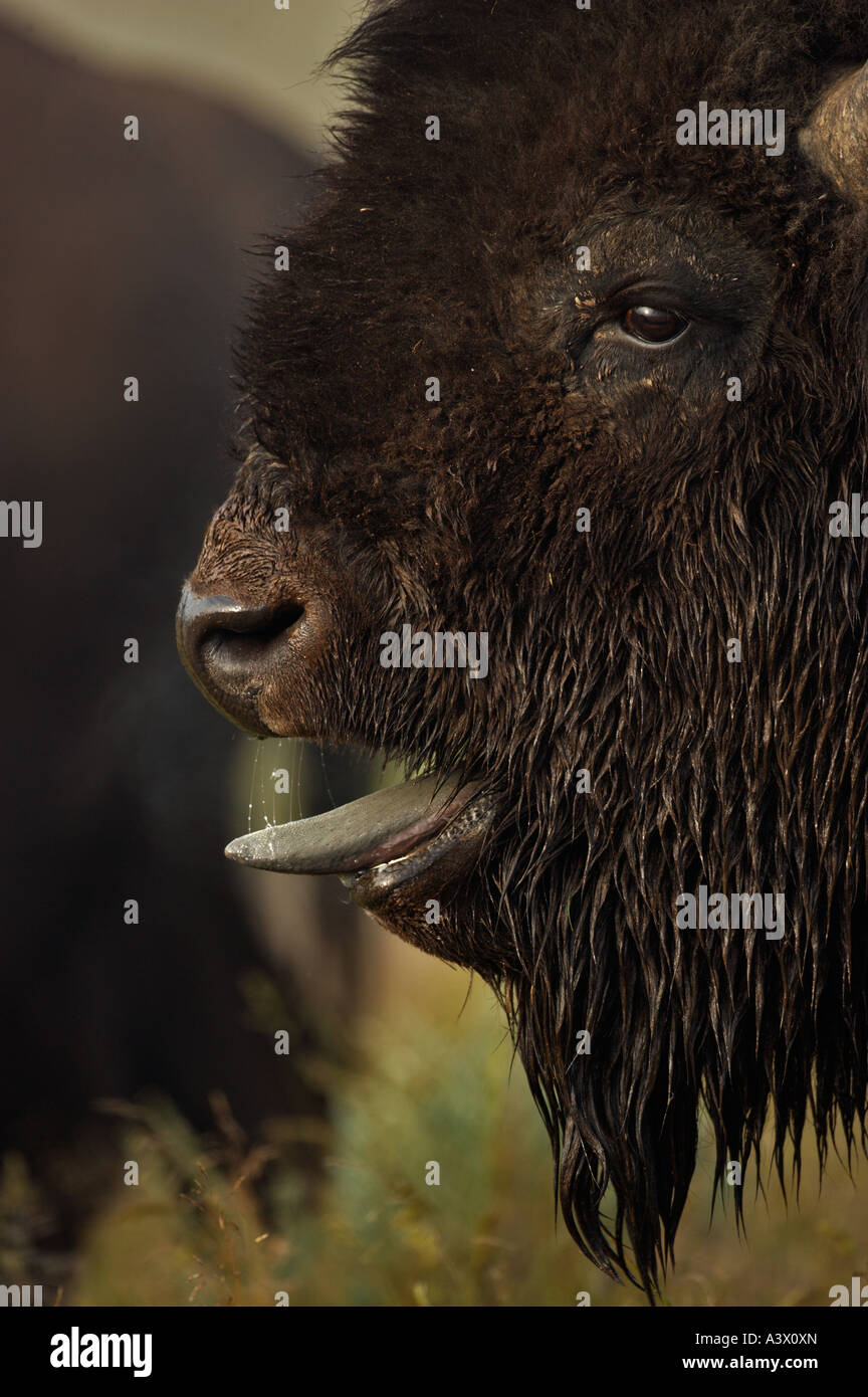 Bison Bison bison Wyoming Male in rut Commonly called buffalo calling ...