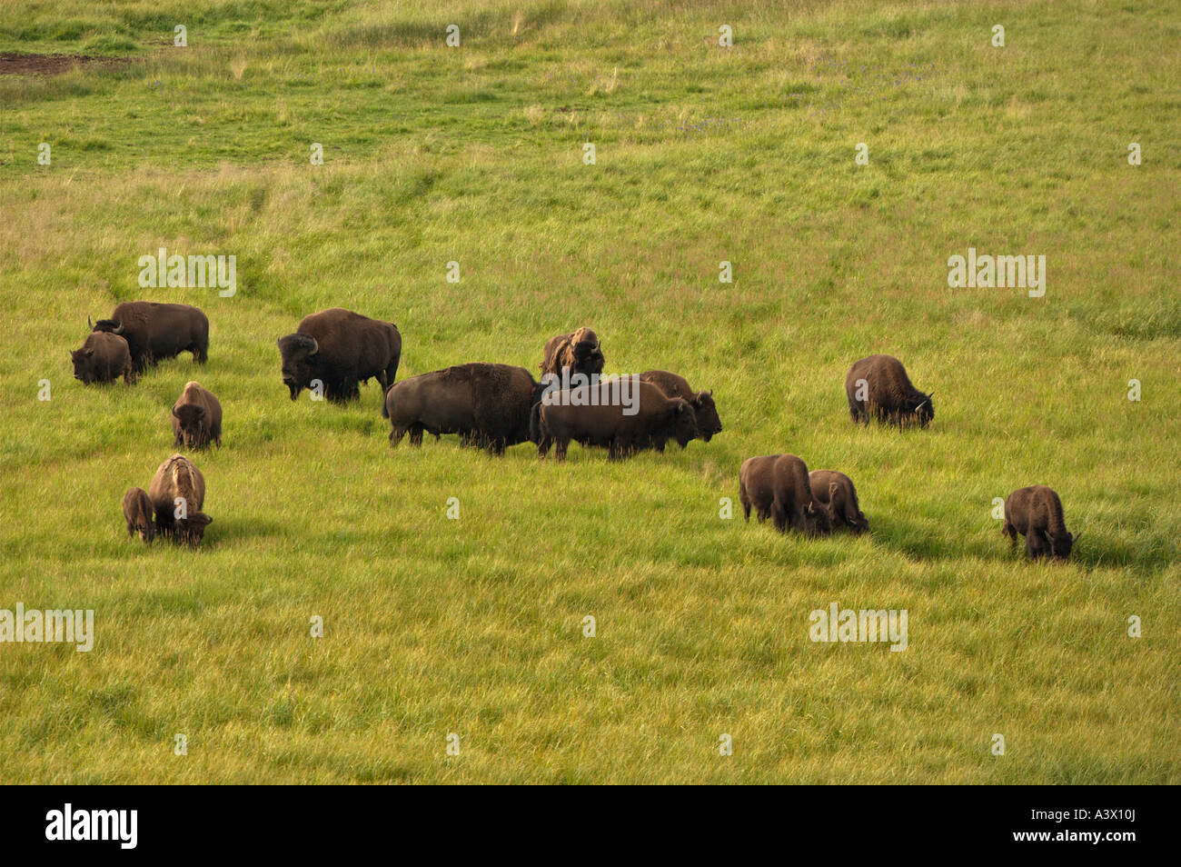 Bison Bison bison Wyoming Stock Photo - Alamy