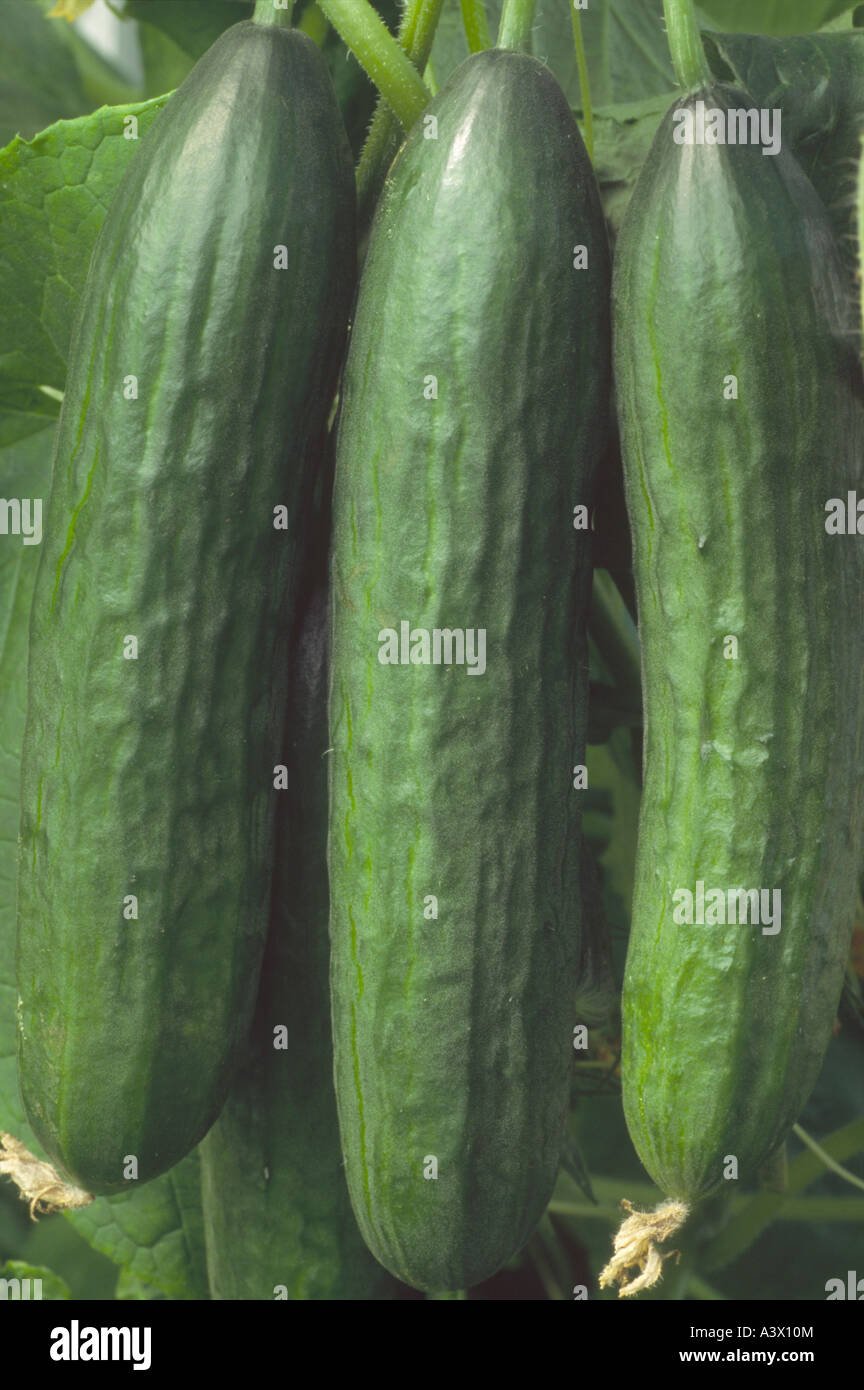 Cucumis sativus 'Zeina' AGM (Cucumber) F1 Hybrid. All female mini ...