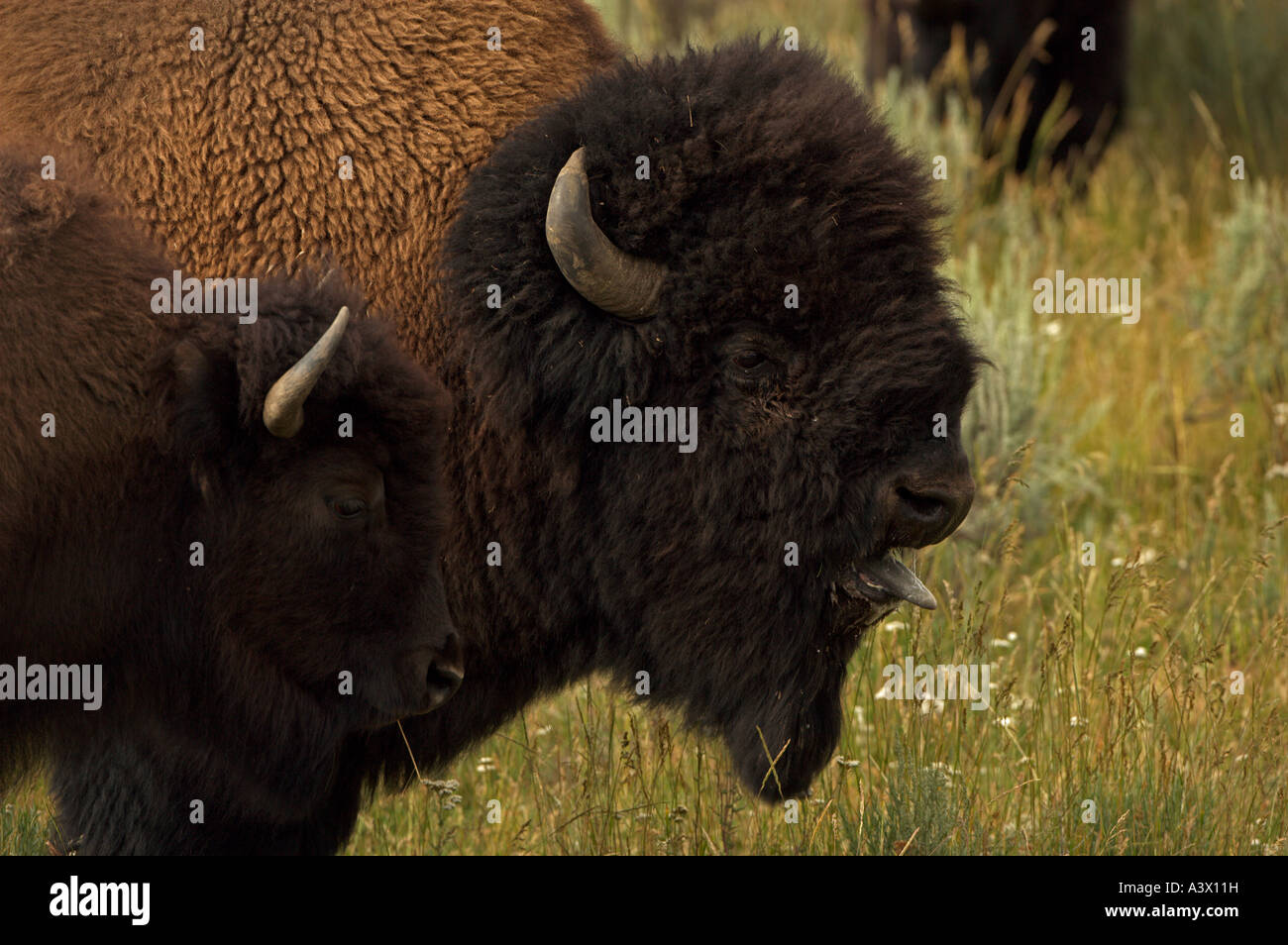 Bison Bison bison Wyoming Male tending female during rut Stock Photo ...