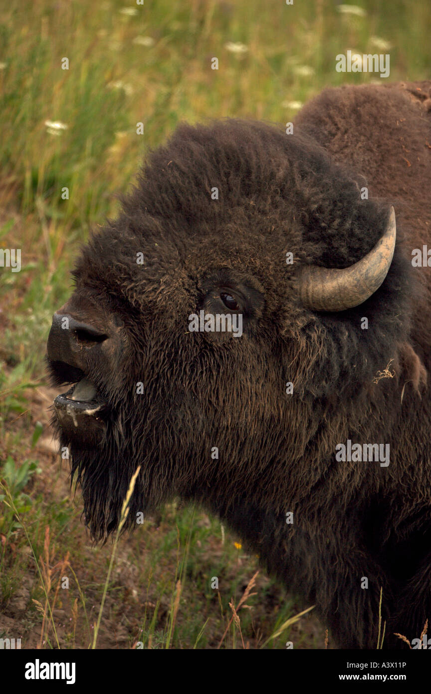 Bison Bison bison Wyoming Male in rut calling Stock Photo - Alamy