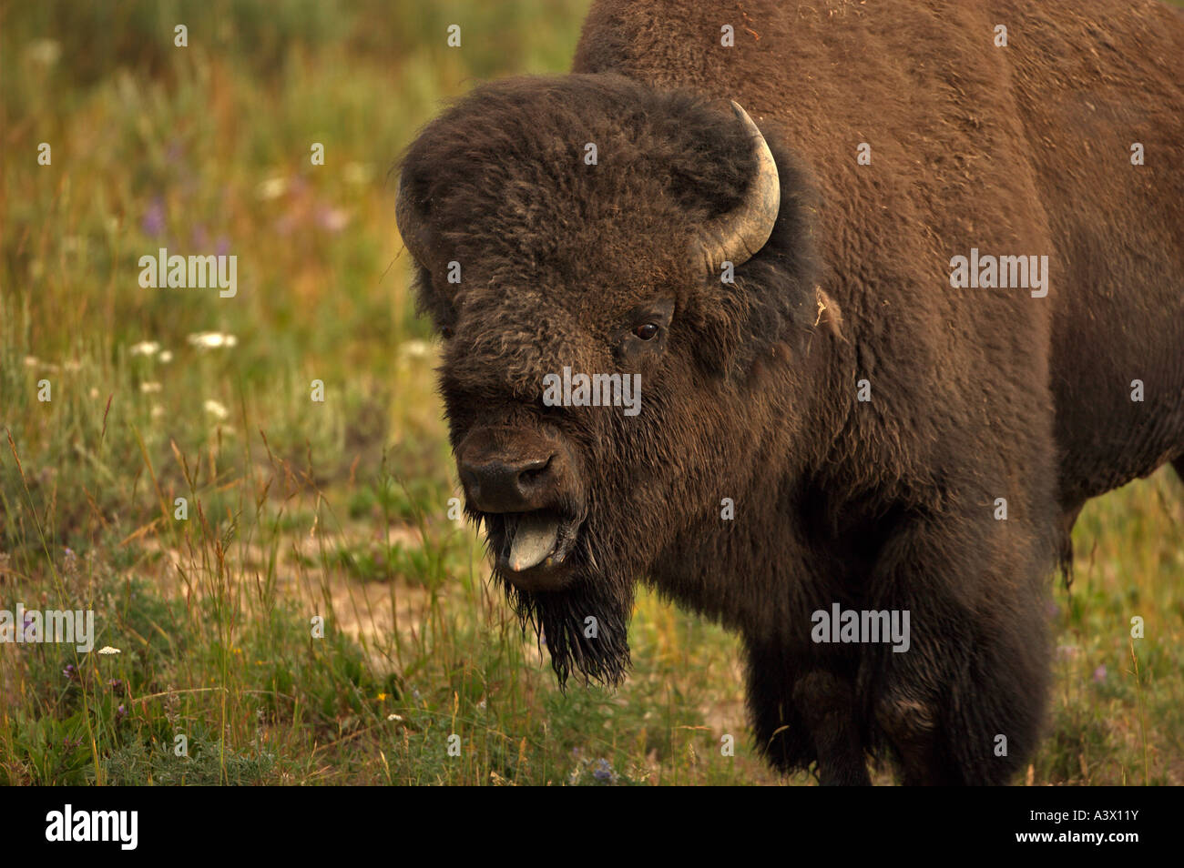 Bison Bison bison Wyoming Male in rut calling Stock Photo - Alamy