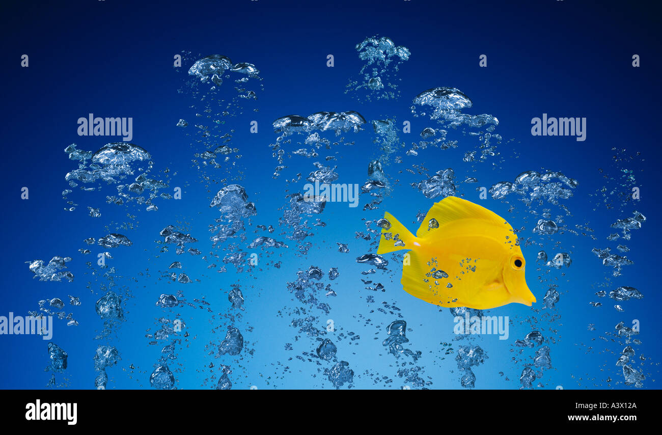 Blue tang fish tank hi-res stock photography and images - Alamy