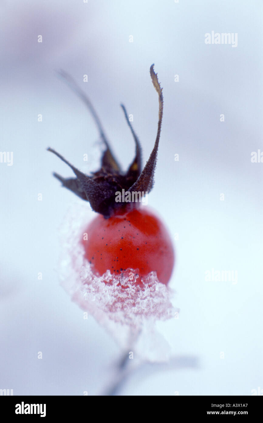 Finley rose hi-res stock photography and images - Alamy