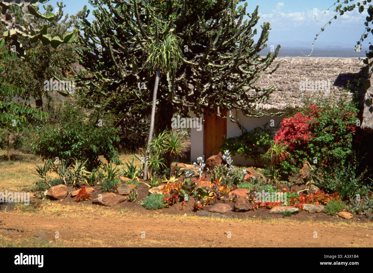Family grass roofed dwelling and dessert garden front yard. Kenya ...