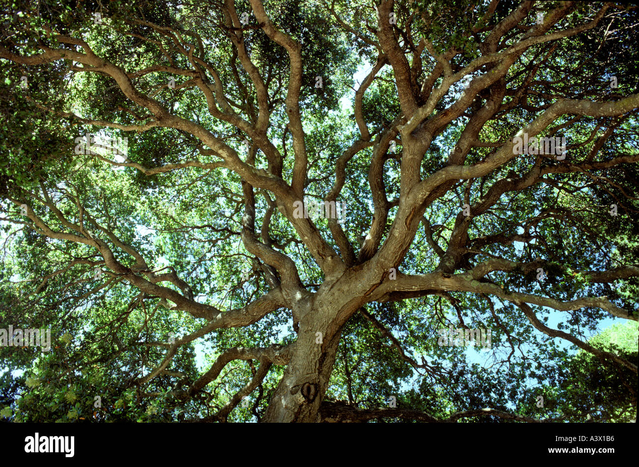 Branching small tree hi-res stock photography and images - Alamy