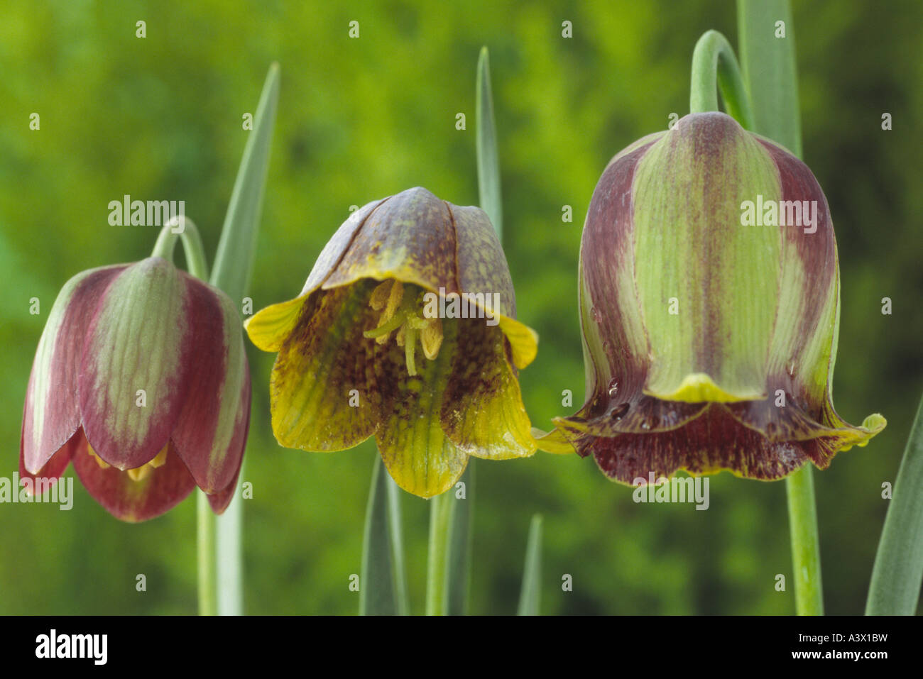 Fritillaria (Fritillary) Three different varieties of Fritillary Stock ...