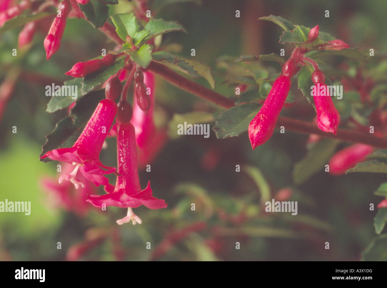 Upright fuchsias hi-res stock photography and images - Alamy