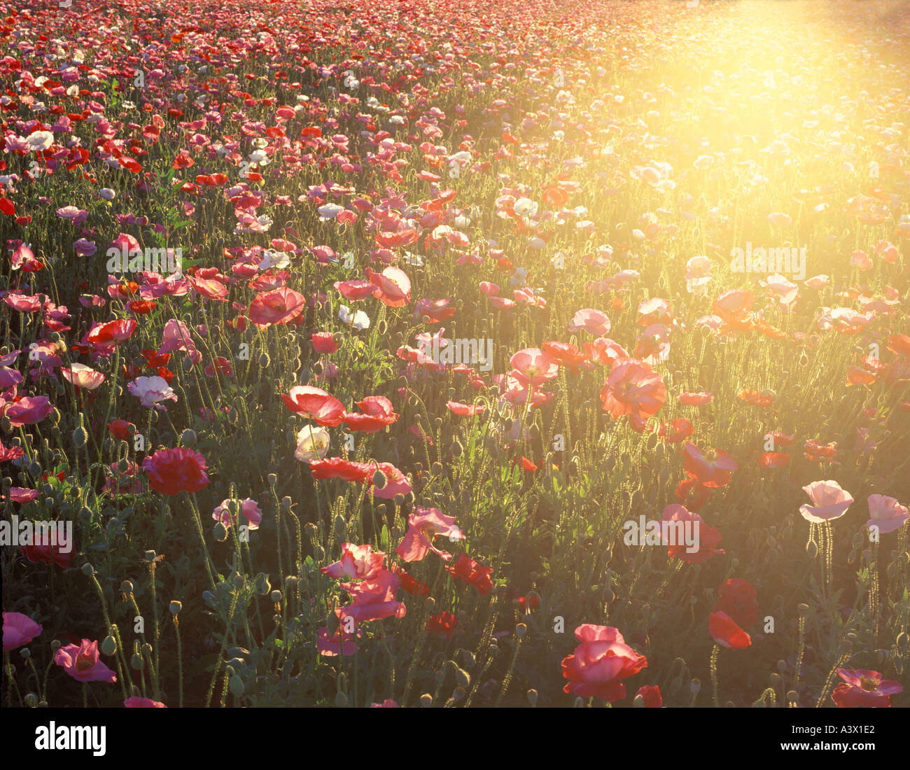 Junction city oregon hi-res stock photography and images - Alamy