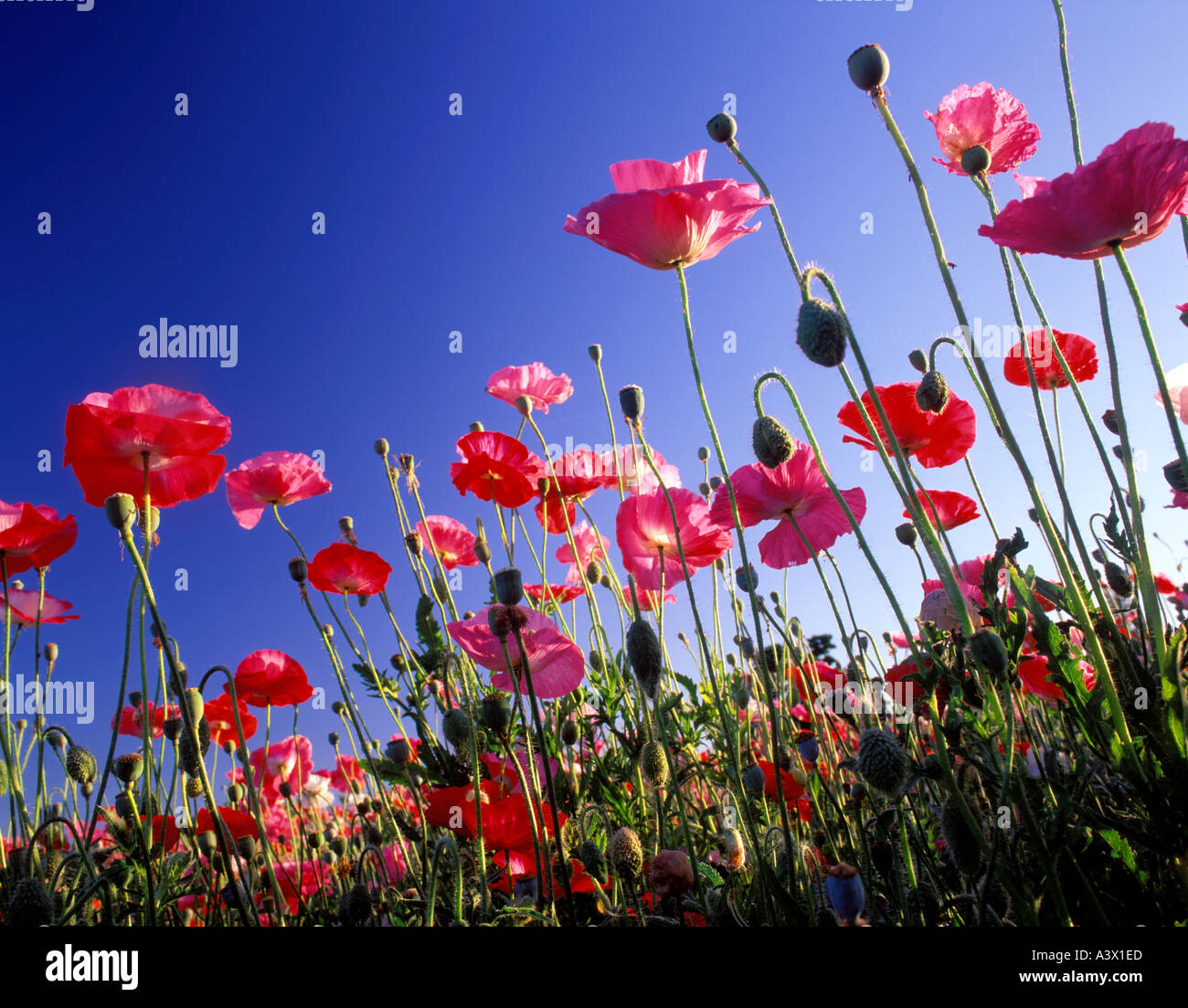 Junction city oregon hi-res stock photography and images - Alamy