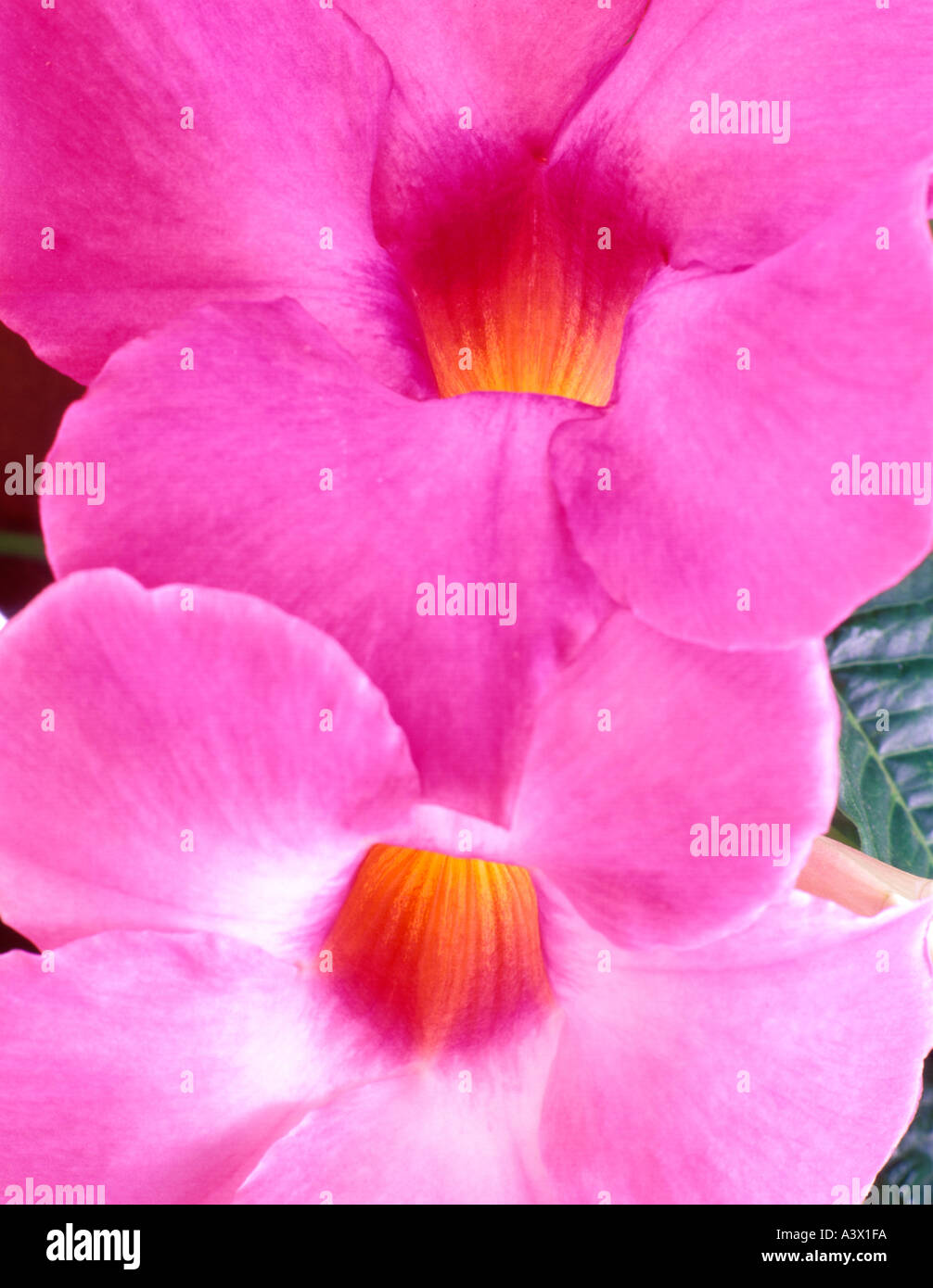 Alice dupont hi-res stock photography and images - Alamy