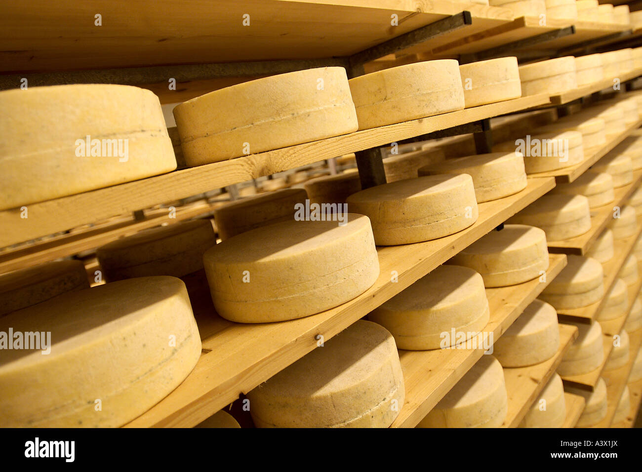 Industrial Cheese Making Commercial racking with Cheese aging Stock ...