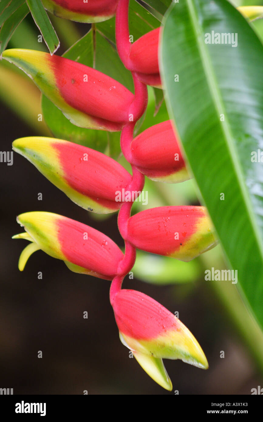 Heliconia caribaea hi-res stock photography and images - Alamy
