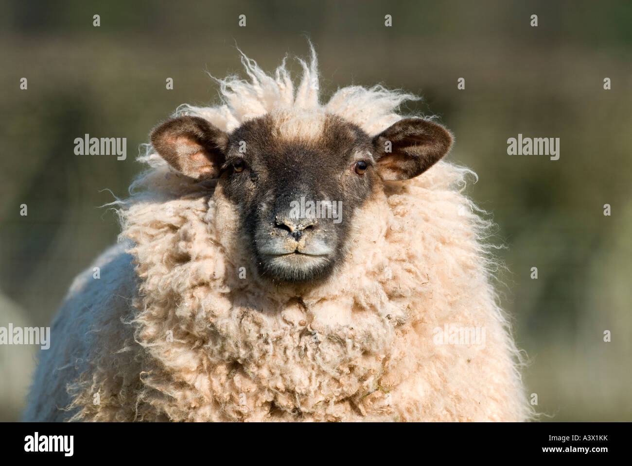 A sheep portrait Stock Photo - Alamy
