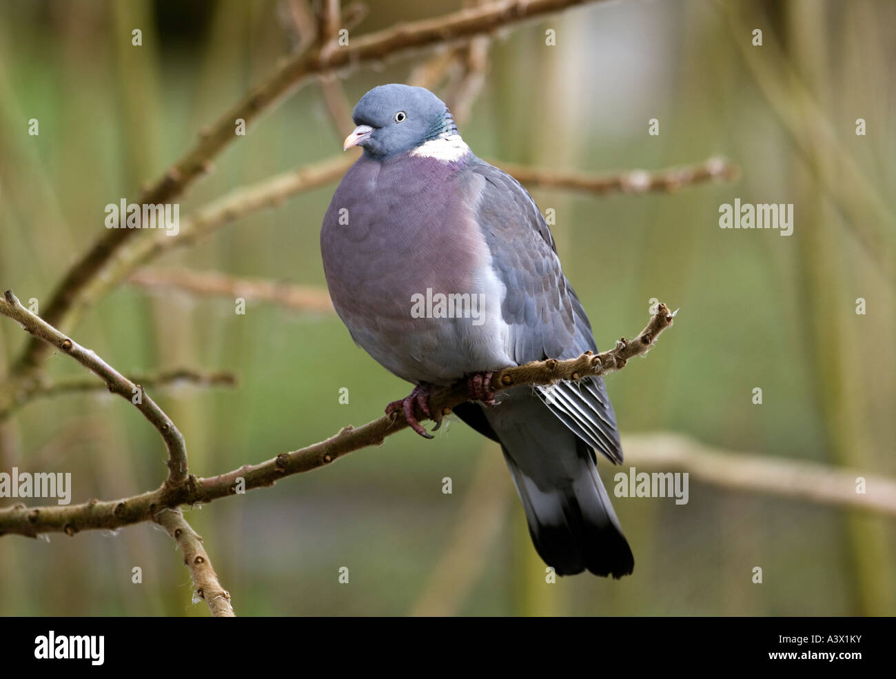 Pidgeon hi-res stock photography and images - Alamy