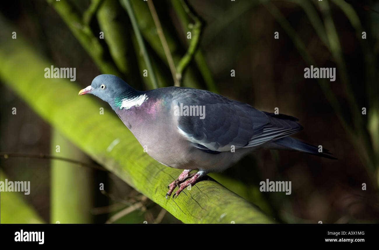 Pidgeon hi-res stock photography and images - Alamy
