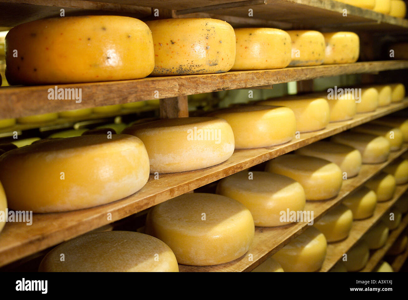 Industrial Cheese Making Commercial racking with Cheese aging Stock ...