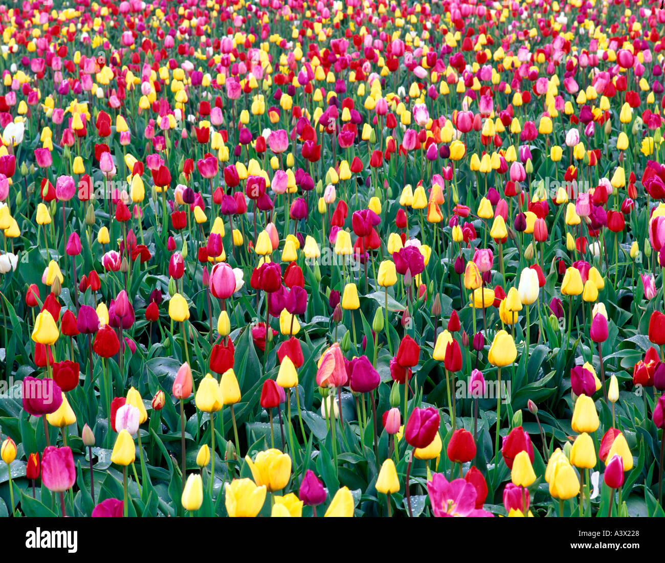 Wooden company hi-res stock photography and images - Alamy