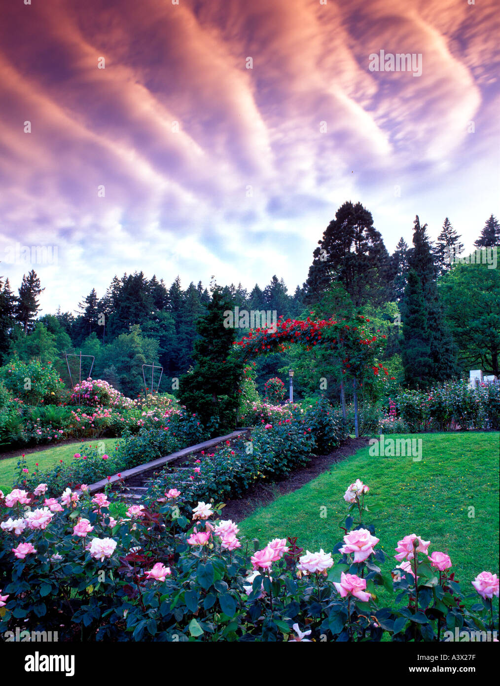 Roses arbor garden trellis hi-res stock photography and images - Alamy