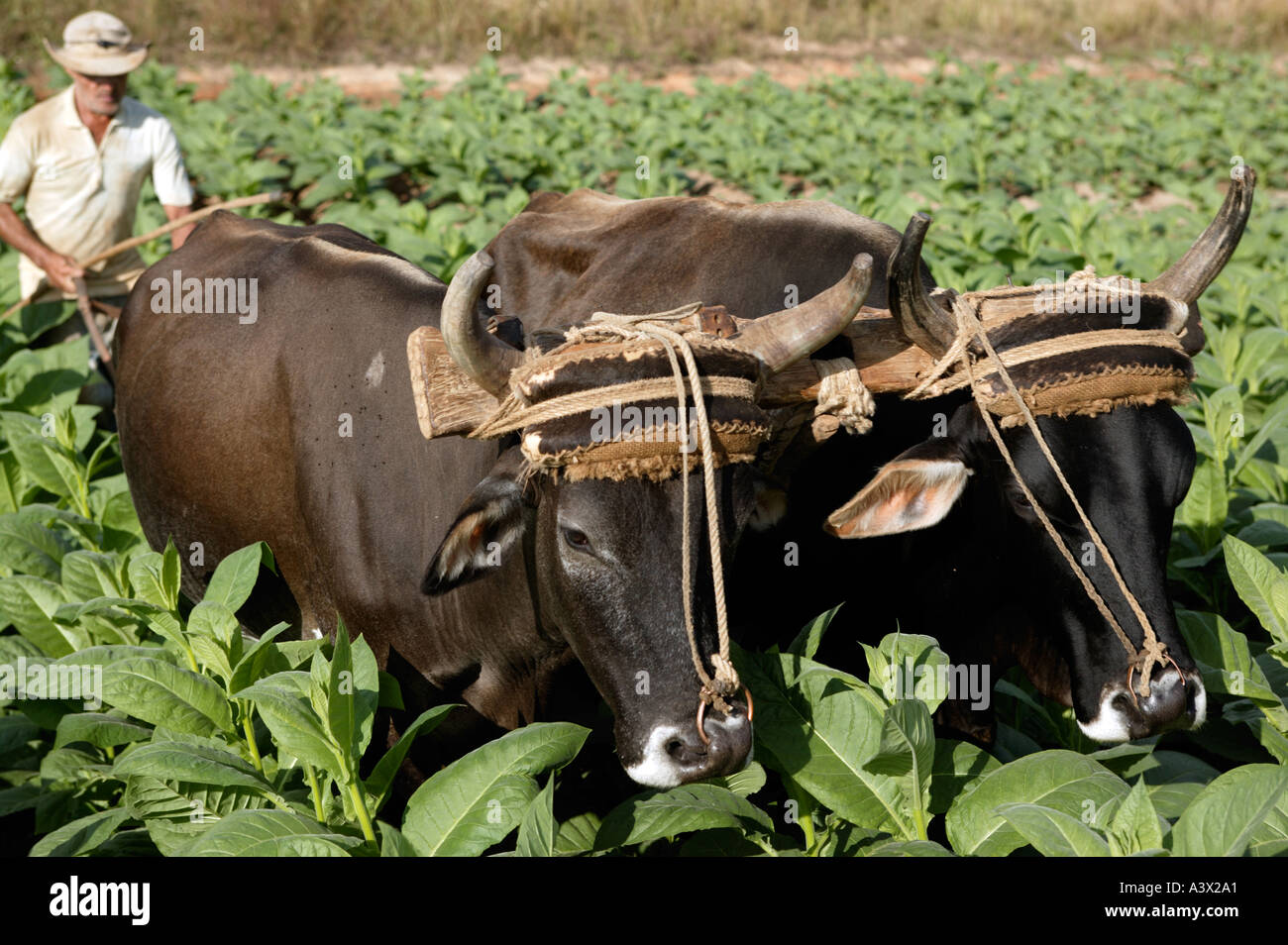 A tobacco farmer and his ox plough a field at a farm, Vinales valley ...