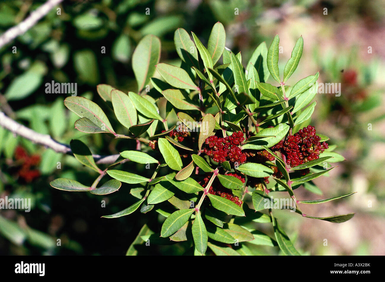 Mastic pistacia lentiscus blossoms branches hi-res stock photography ...