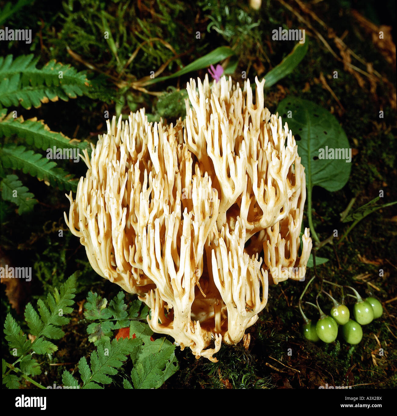 botany, Fungi, corals, (Ramaria), Ramaria pallida, on woodground ...